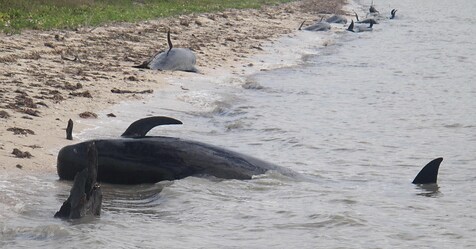 I motori delle navi disturbano le balene - Rai News