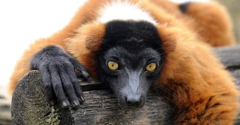 La memoria dei lemuri - Rai News