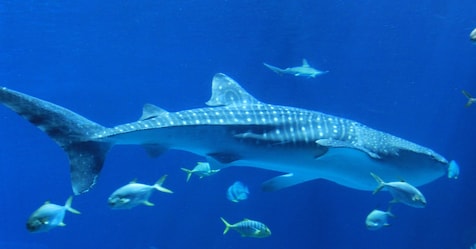Squalo blu nel porto di Talamone. Avvistamenti sempre più frequenti ...