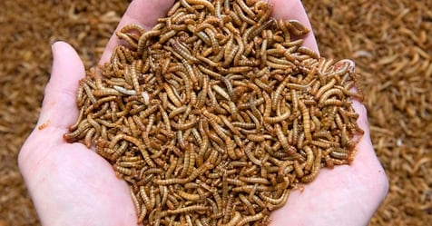 L'Ue autorizza per la prima volta la commercializzazione come alimento ...