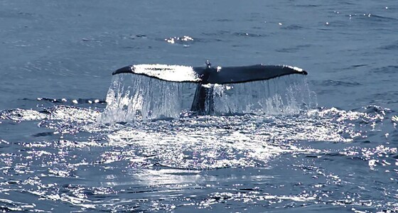 "Il regno delle balene" - RAI Ufficio Stampa