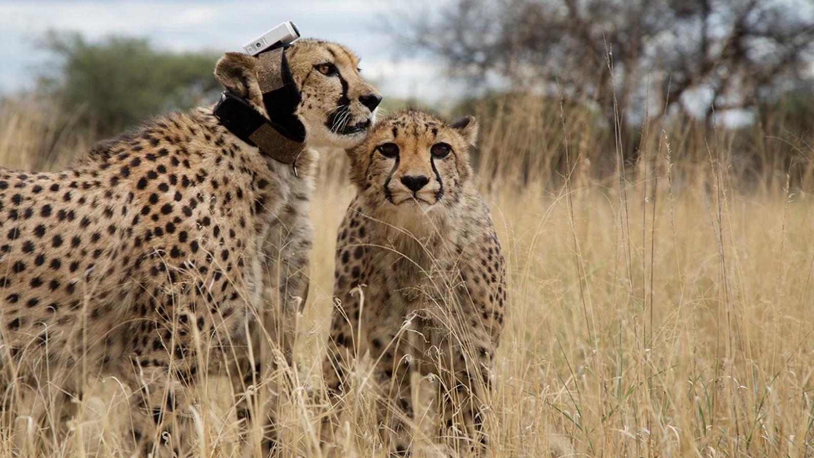 Animals with Cameras - RAI Ufficio Stampa