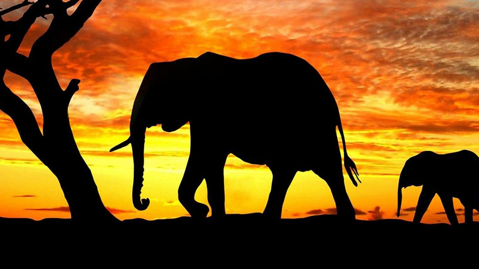 Il libro della Savana - RAI Ufficio Stampa