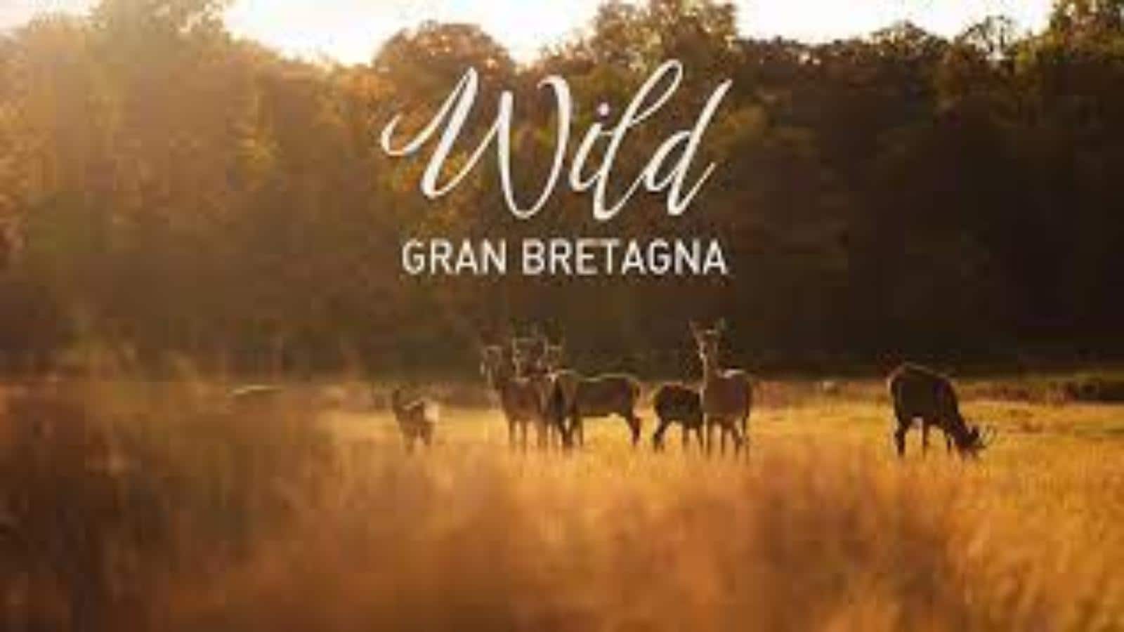 Wild Gran Bretagna - RAI Ufficio Stampa