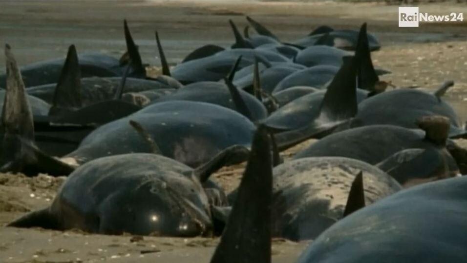 Balene spiaggiate - video - Rai News