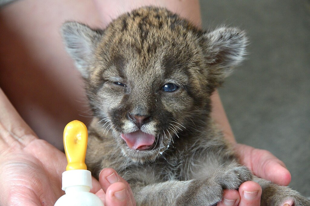 Il piccolo puma dagli occhi blu - photogallery - Rai News