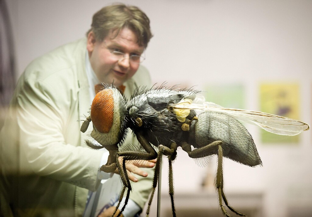 Germania, insetti giganti in mostra. Astenersi schizzinosi ...