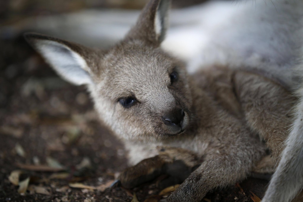 Smammare, e perché? Il cucciolo troppo grande per il marsupio di mamma ...
