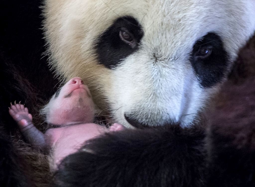 Che tenerezza mamma panda con il suo cucciolo appena nato. E' il primo ...