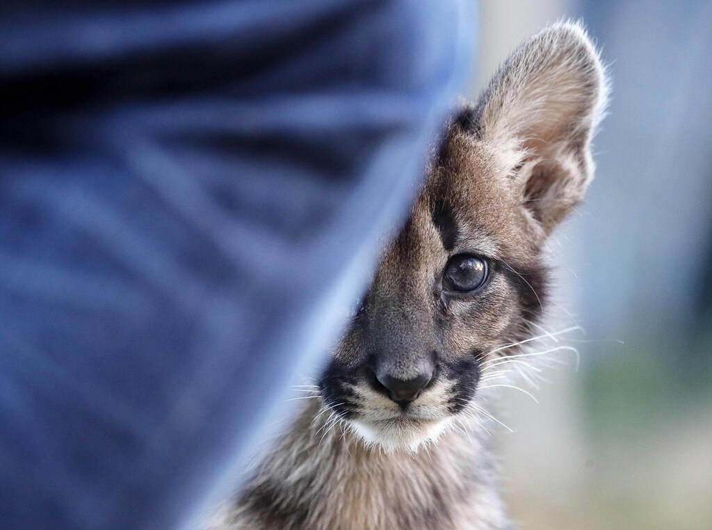 I giochi scatenati dei cuccioli di puma - photogallery - Rai News