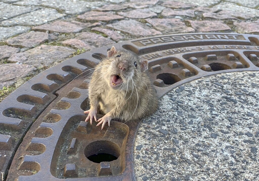 Troppo grasso, il ratto rimane incastrato nel tombino. Salvato dai ...