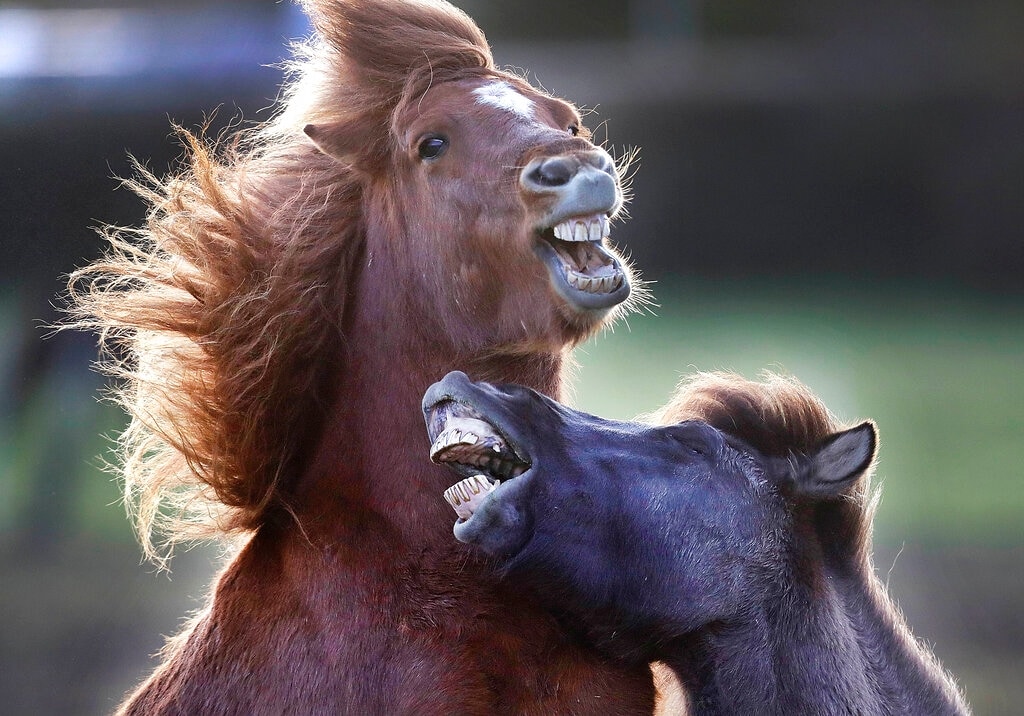 Una risata davvero contagiosa: l'immagine della gioia sfrenata di due ...