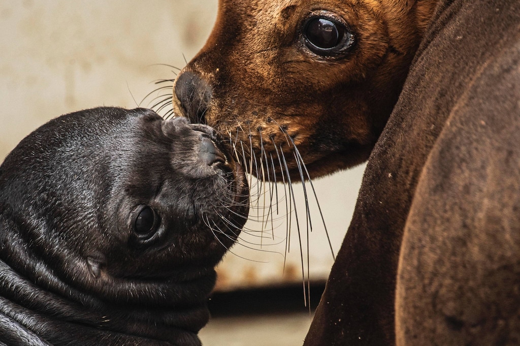 Il cucciolo di leone marino gioca con la mamma - photogallery - Rai News