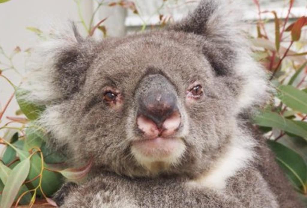 Una koala da record: lei è Midori, la più longeva del mondo ...