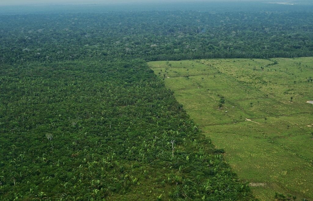 Allarme deforestazione, in Amazzonia distrutta area grande come Paesi ...
